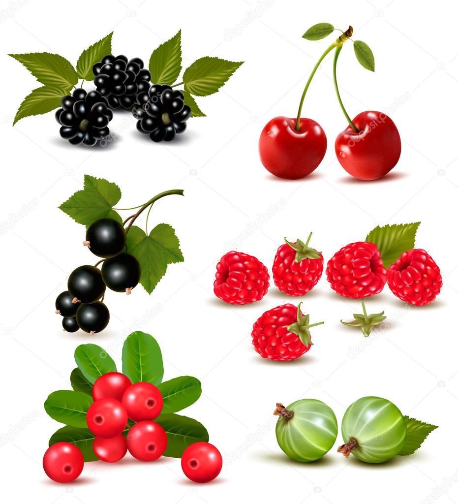 Big group of fresh berries and cherries. Vector illustration — Stock ...