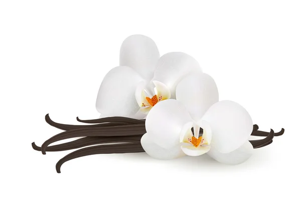 Vanilla background Vector Art Stock Images | Depositphotos