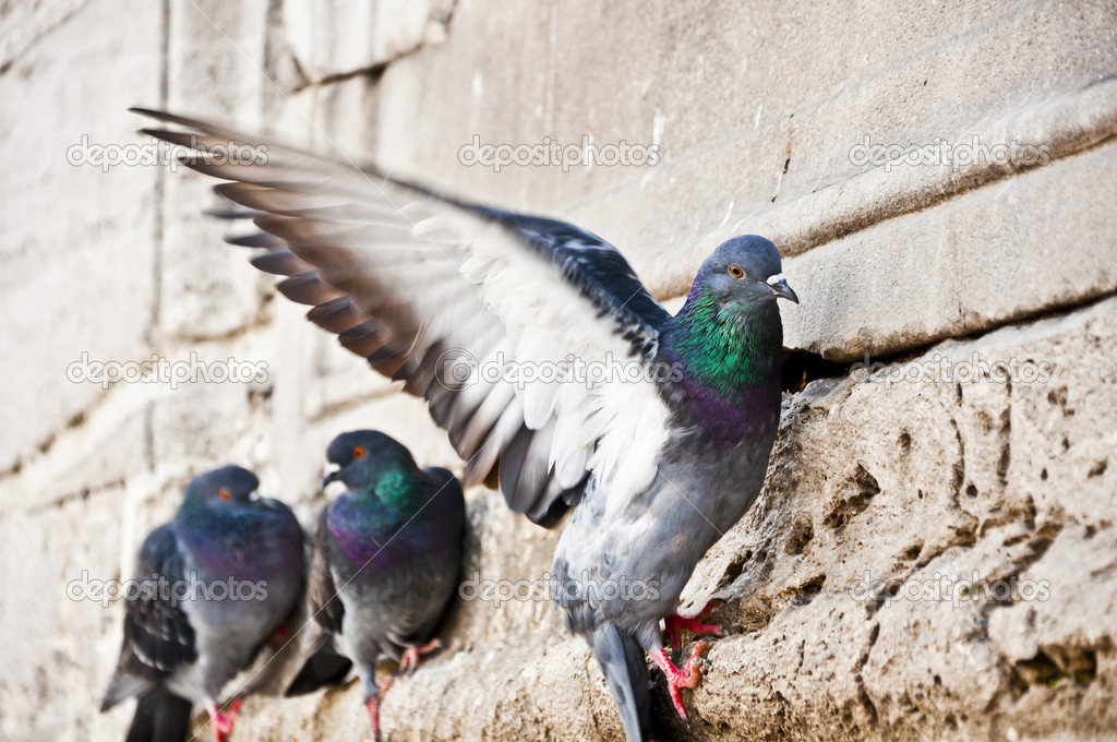 Palomas.: fotografía de stock © EnginKorkmaz #40659763 | Depositphotos