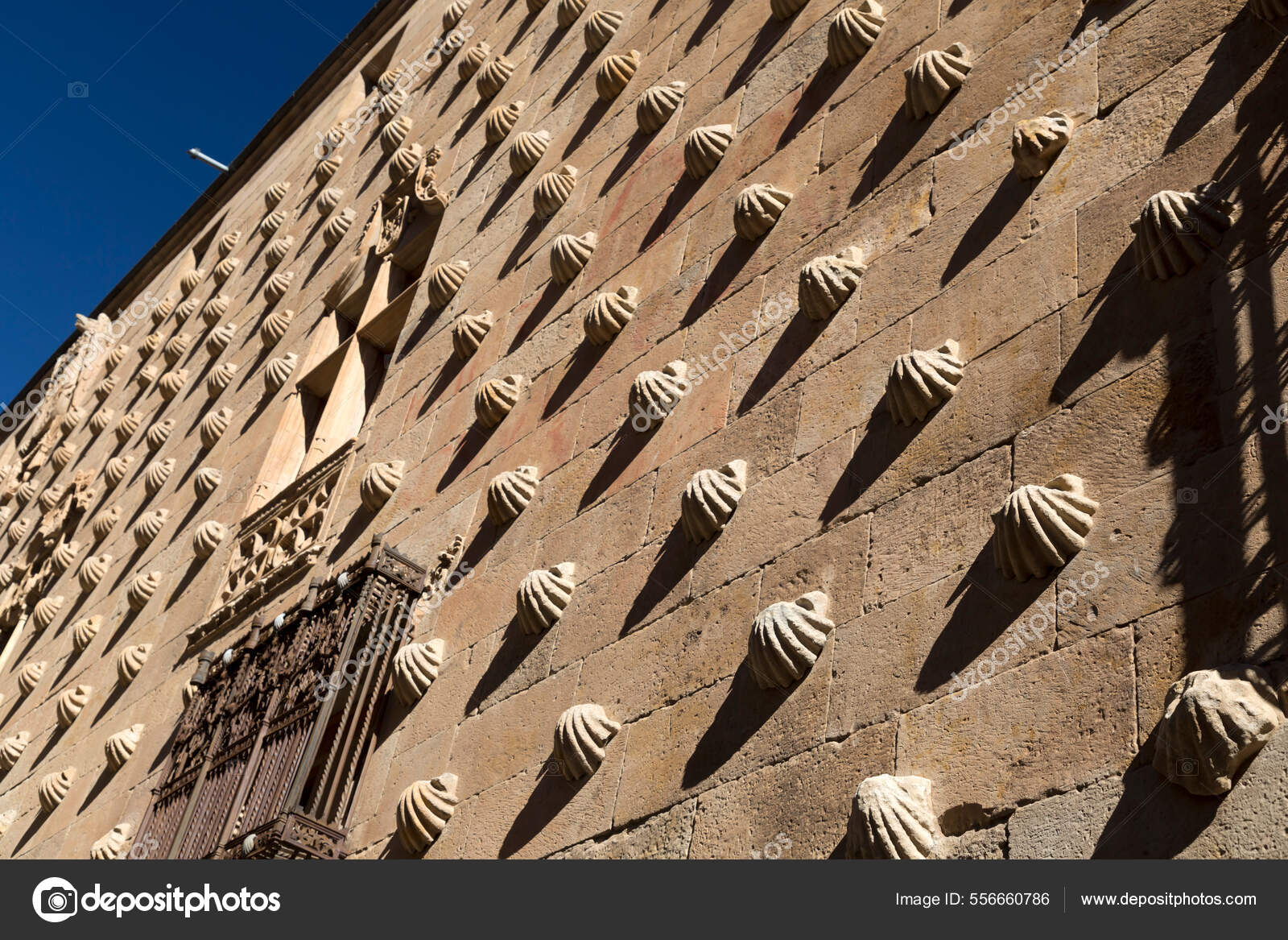 Sandstone Surface Sea Shell Carvings Ancient Wall Texture Detail ...