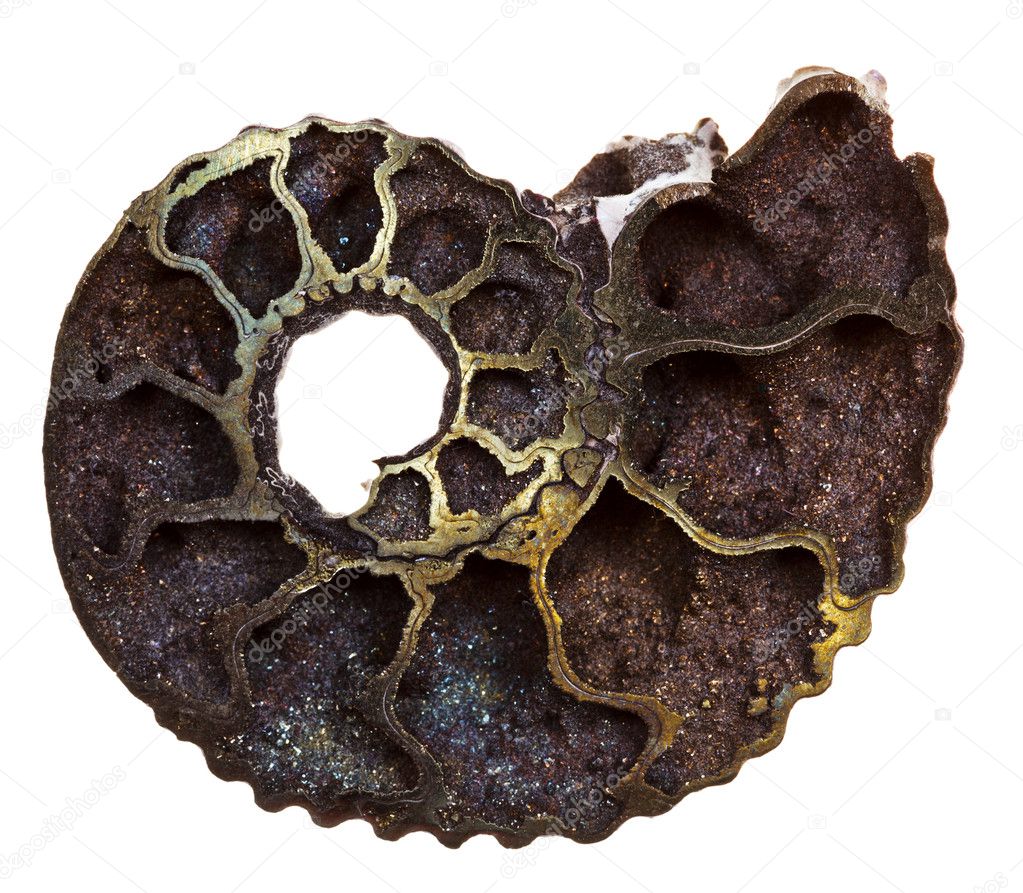 Cutoff of fossil ammonite shell Stock Photo by ©vvoennyy 28837671