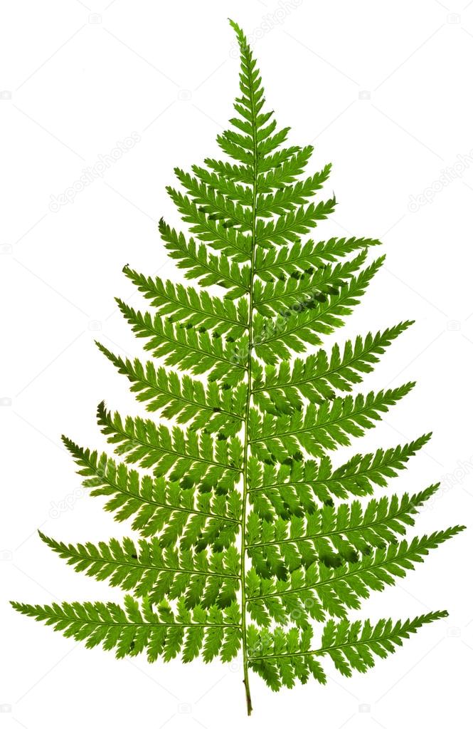 Green sprig of fern Stock Photo by ©vvoennyy 30057745