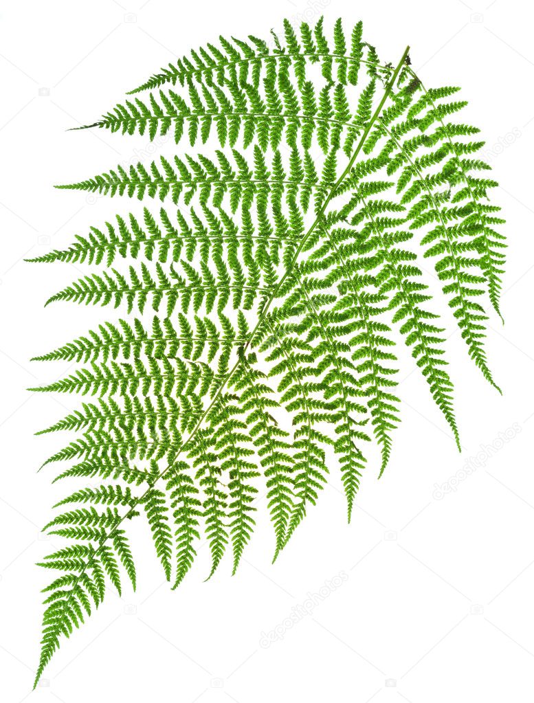 Green sprig of fern — Stock Photo © vvoennyy #30455797