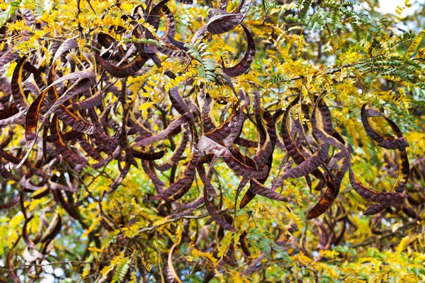 Acacia seed pods Stock Photos, Royalty Free Acacia seed pods Images ...
