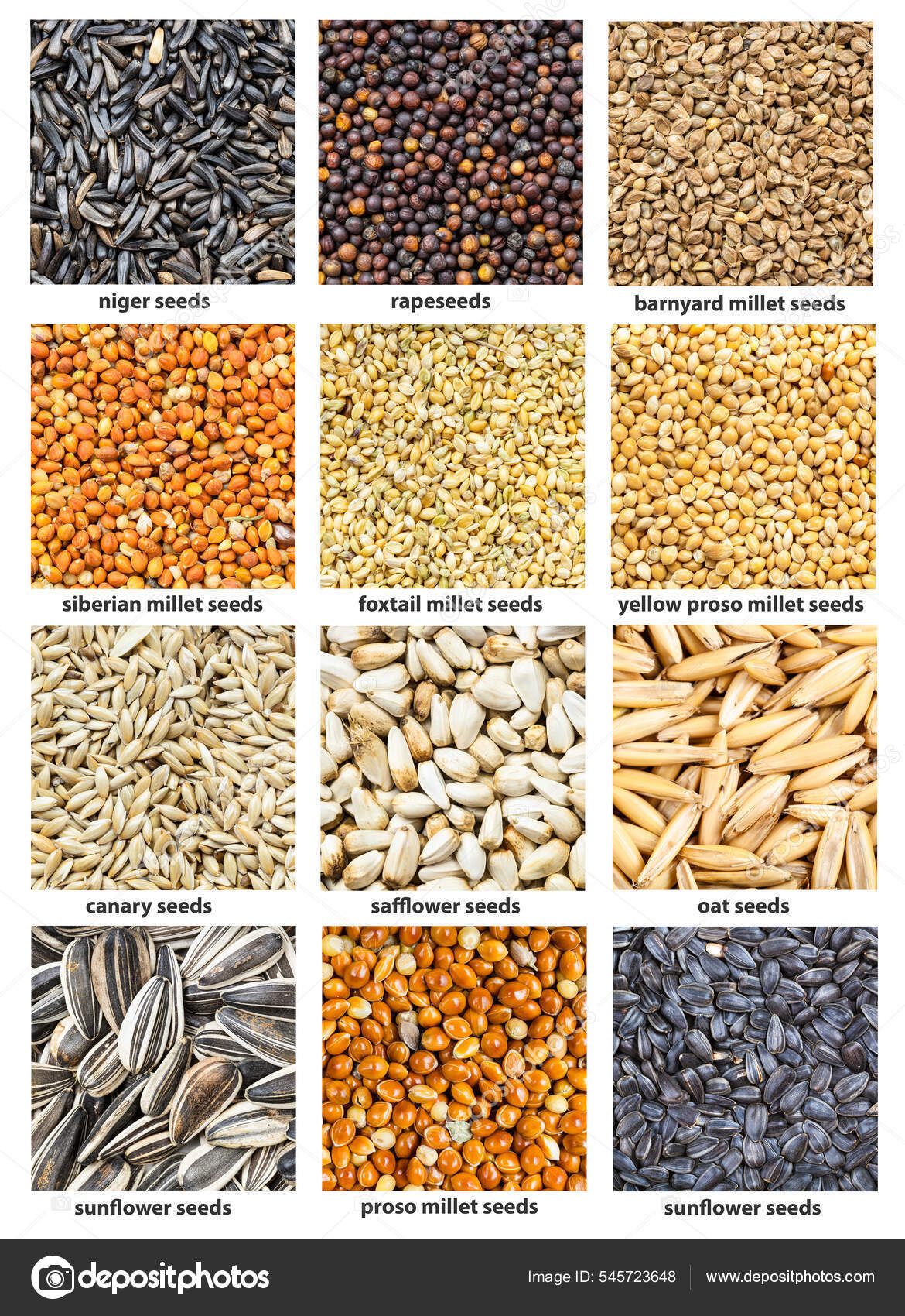 Set Square Food Background Various Bird's Seeds Names Close Stock Photo ...