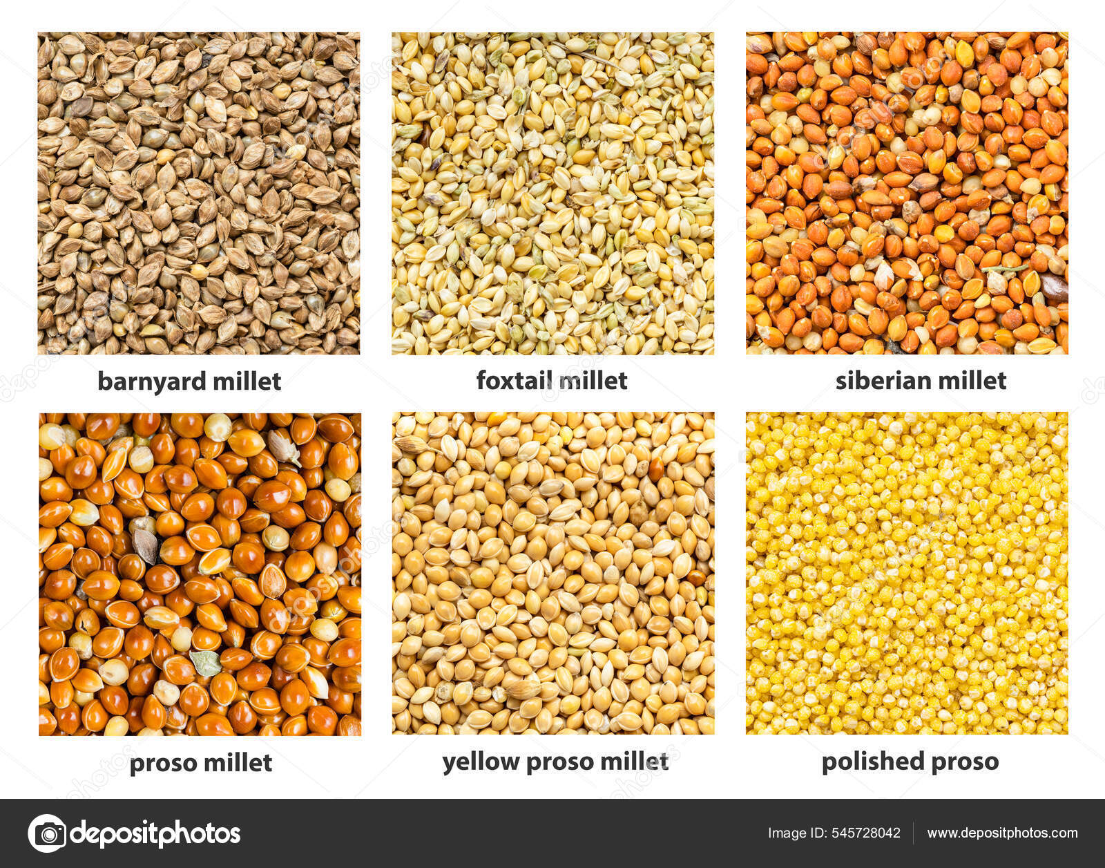 Set Square Food Background Various Millet Seeds Names Close — Stock ...