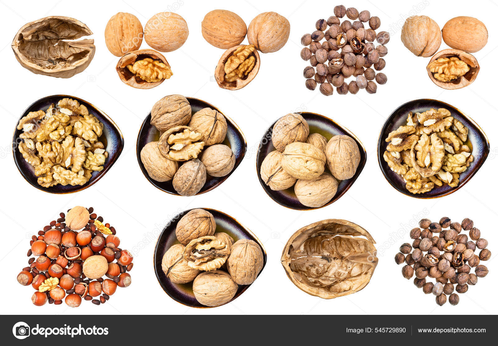 Different Types Of Tree Nuts | ppgbbe.intranet.biologia.ufrj.br
