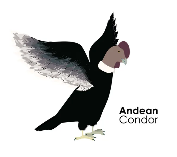 ᐈ Condor vector de stock, imágenes cóndor | descargar en Depositphotos®