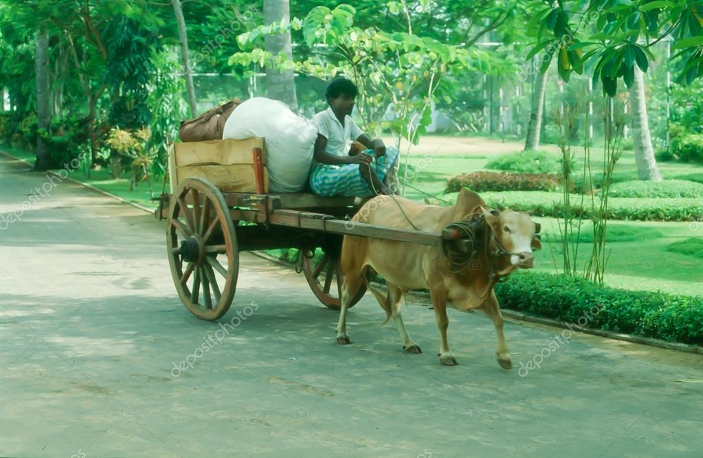 Cow Pulling Cart