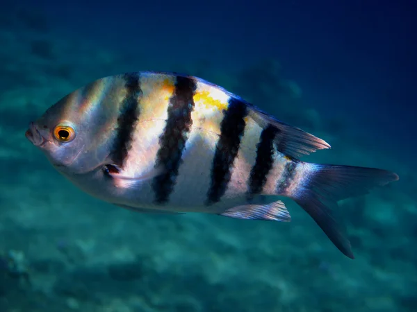 Fish species saltwater Stock Photos, Royalty Free Fish species ...