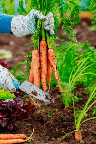 The first harvest Stock Photos, Royalty Free The first harvest Images ...