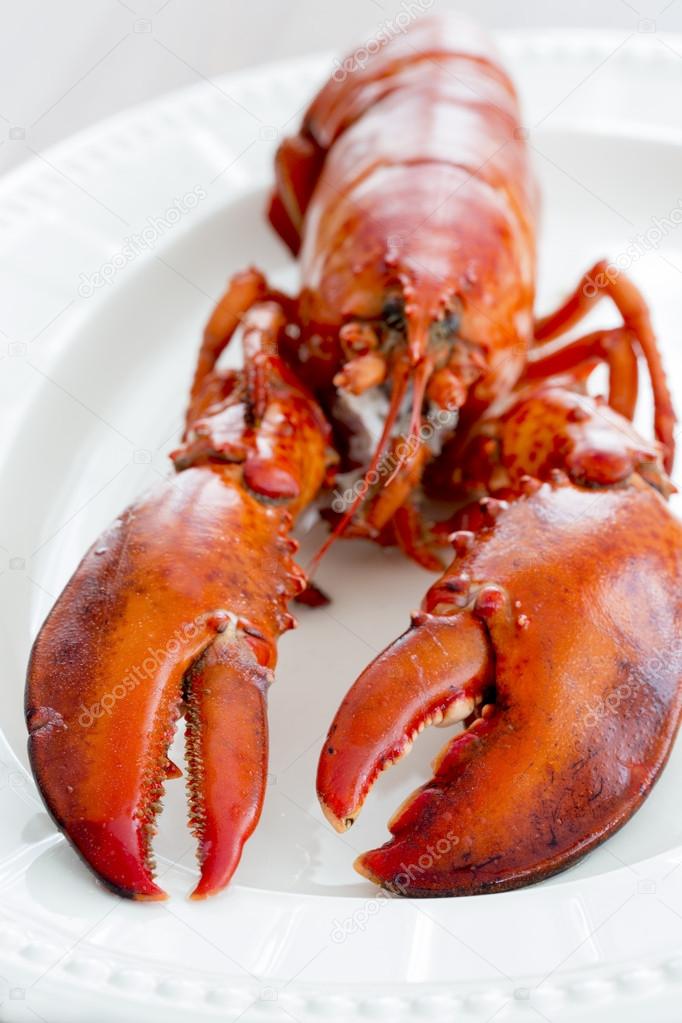 Lobster Stock Photo by ©Gorilla 47208475