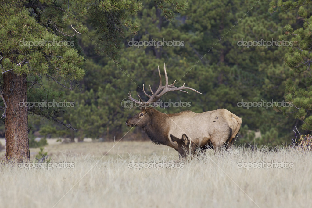 Bull Elk Tending Bedded Cow — Stock Photo © twildlife #13679539