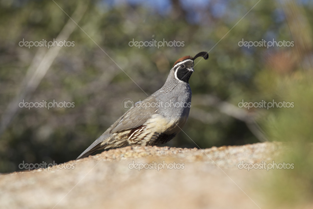 Codorniz de Gambel Hombre 2022