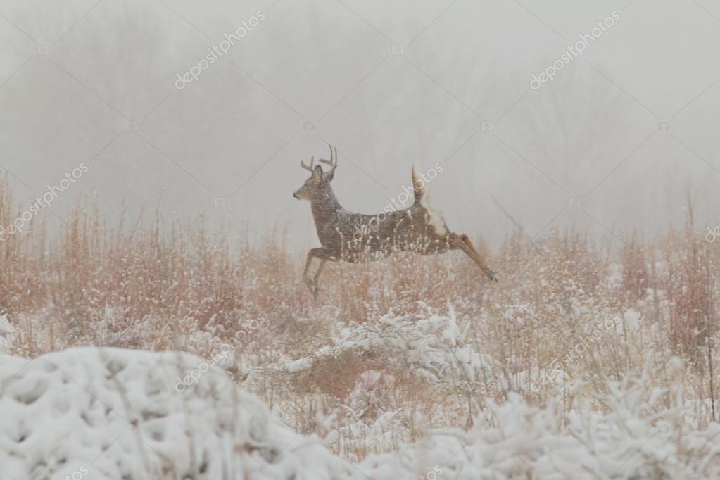 Whitetail Buck Running in Snow Stock Photo by ©twildlife 37529757
