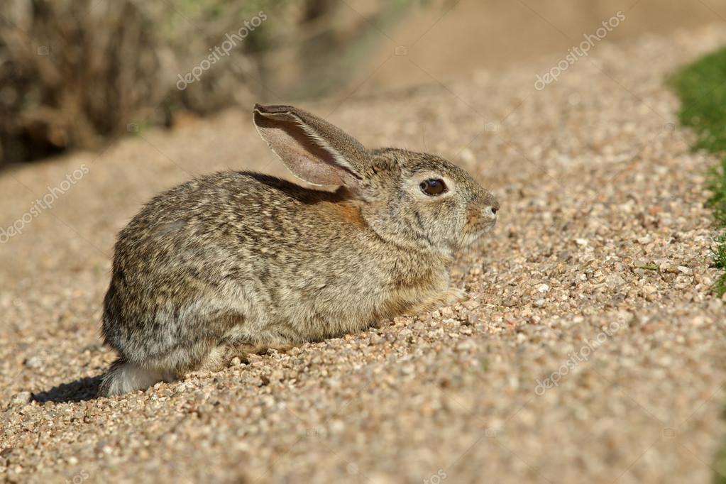 Cute Desert Cottontail Stock Photo by ©twildlife 42065003