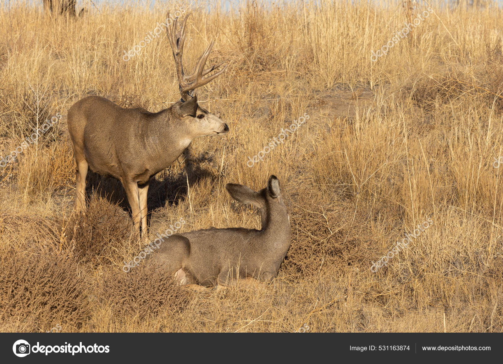 Mule Deer Buck Doe Fall Rut Colroado — Stock Photo © twildlife #531163874