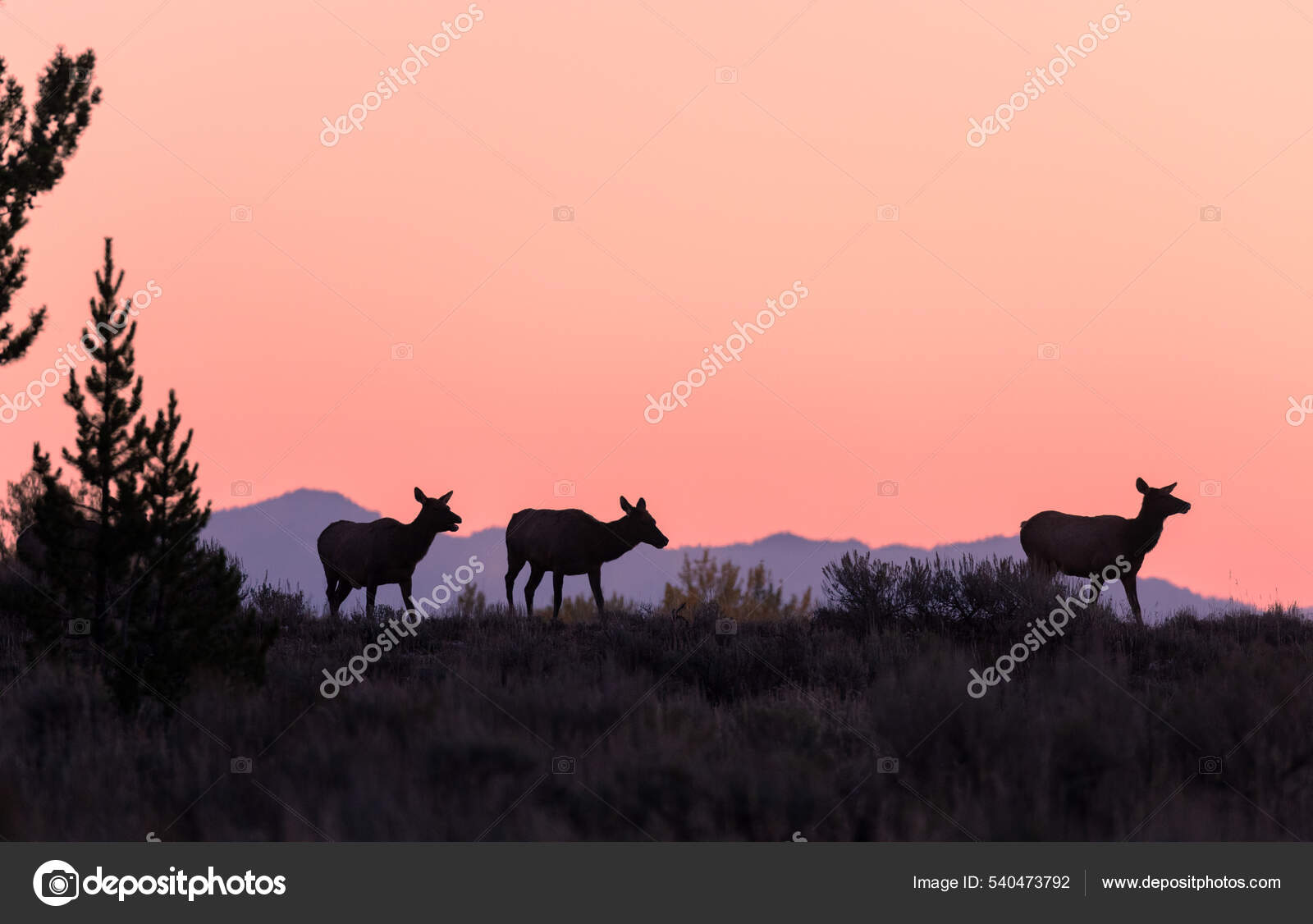 Cow Elk Silhouette