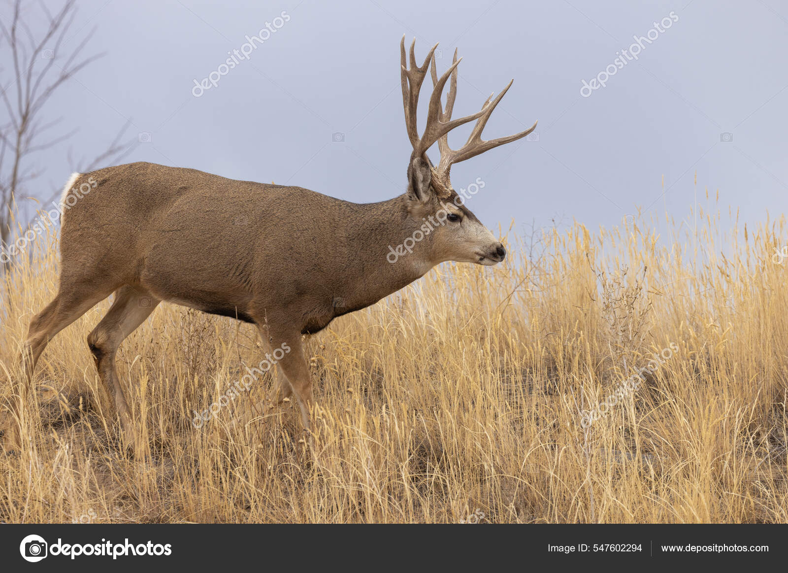 Mule Deer Buck Rutt Colorado Autumn Stock Photo by ©twildlife 547602294