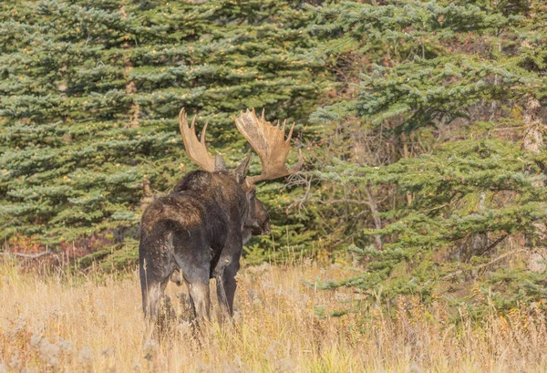 Contorno Di Corna Di Alce
