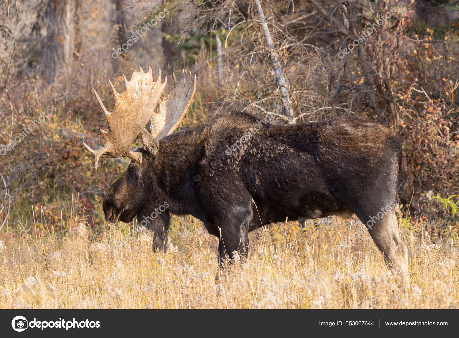 Toro Shiras Alce Durante Rutina Grand Teton Parque Nacional Wyoming ...