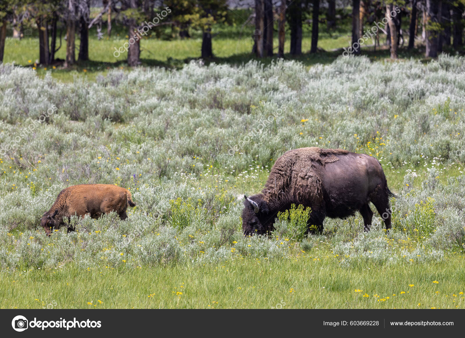 Bison Cow Calf Yellowstone National Park Wyoming Summer — Stock Photo ...