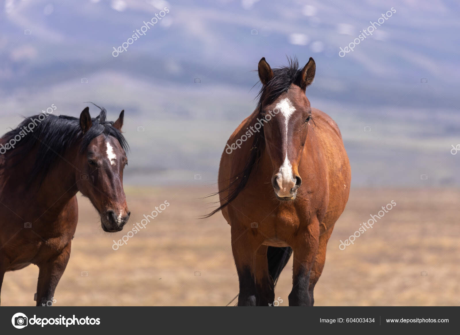 Wild Horses Spring Utah Desert — Stock Photo © twildlife #604003434