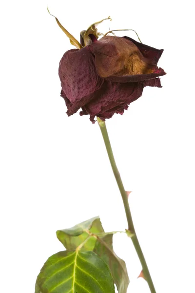 Dead rose Stock Photo by ©Devon 10055150