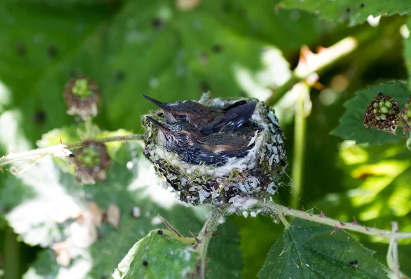 Hummingbird nest Stock Photos, Royalty Free Hummingbird nest Images ...