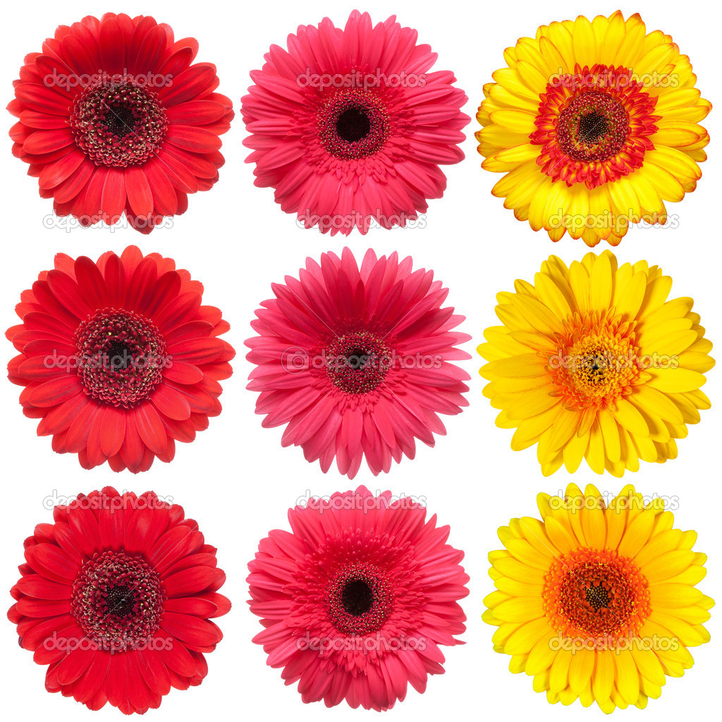 Collection of gerbers. Stock Photo by ©jurisam 30751783