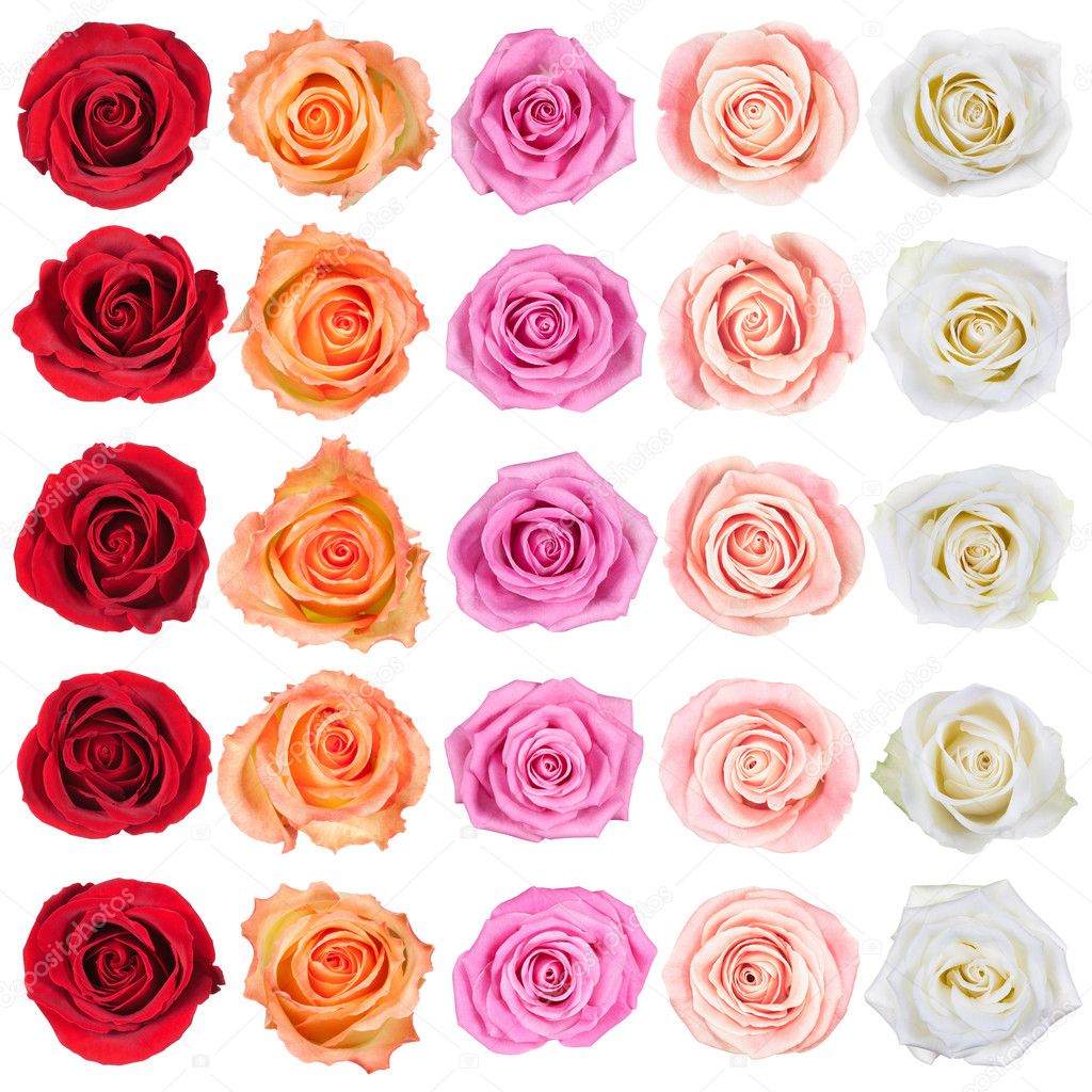 Collection of roses. Stock Photo by ©jurisam 31325935