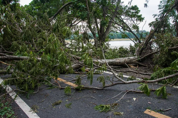 The tree was destroyed by the storm's intensity Stock Photo by ...