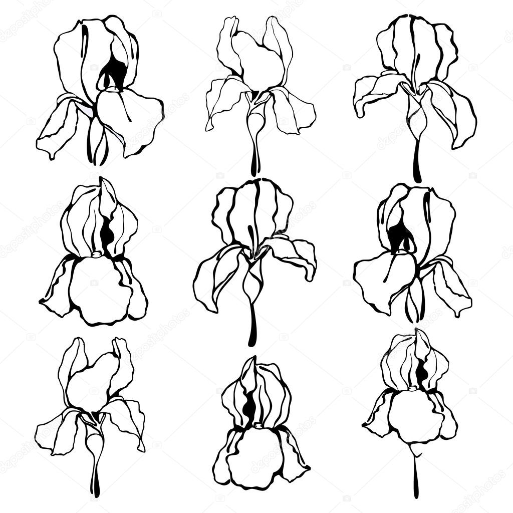Vector set of black and white iris flower. Decorative elements Stock ...