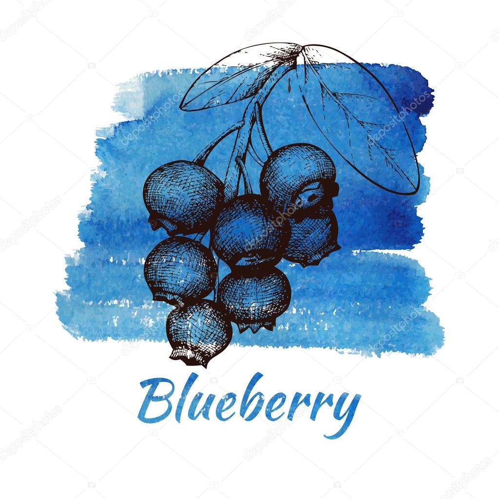 Hand drawn blueberry Stock Vector Image by ©geraria #49796951