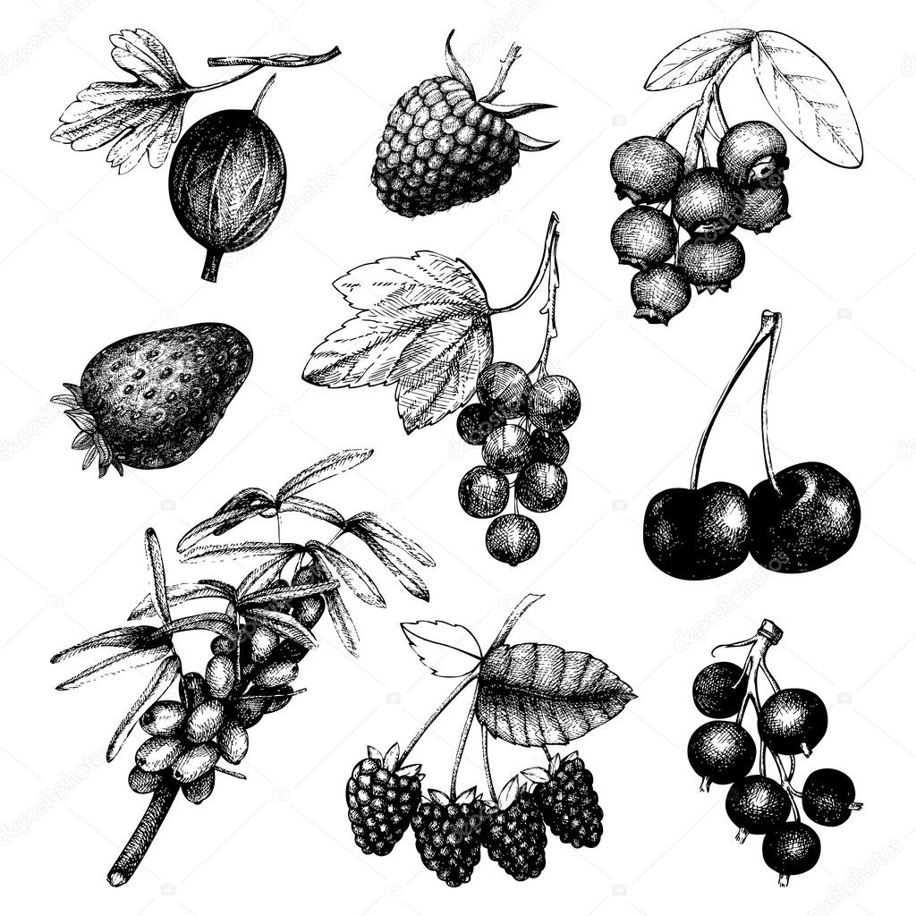 Wild and garden berries — Stock Vector © geraria #49796985