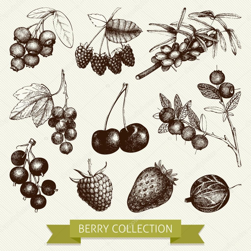 Hand drawn vintage berries Stock Vector Image by ©geraria #49797011