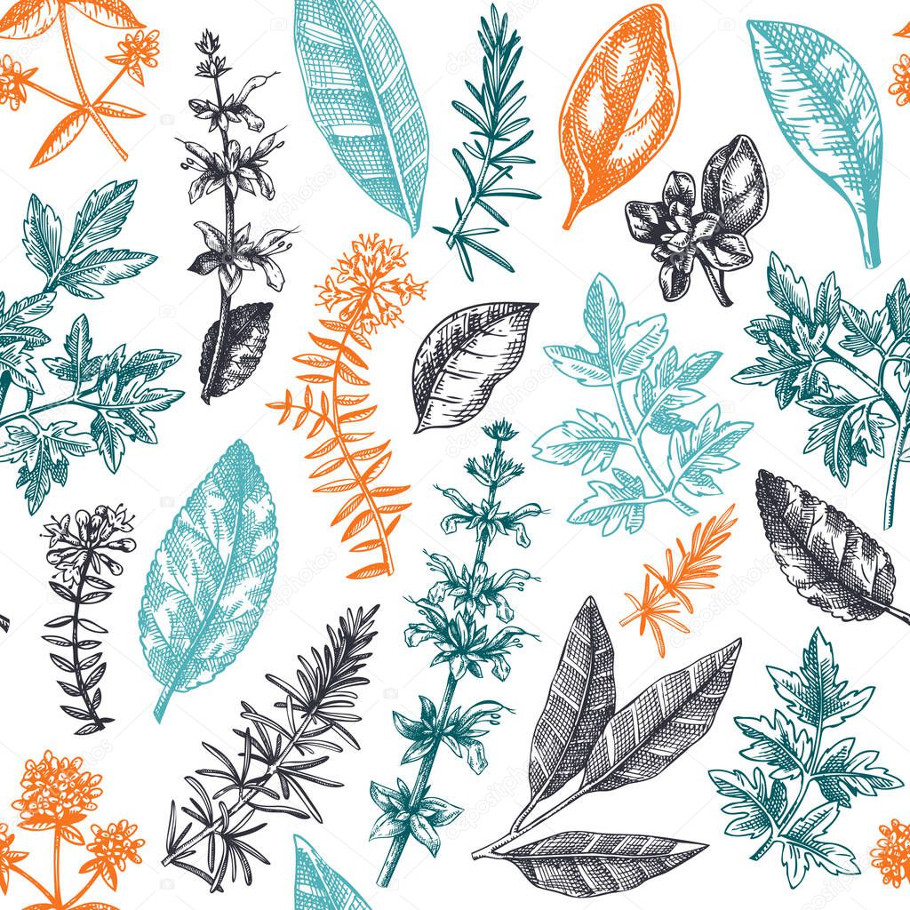 Fondo vectorial con hierbas típicas y hojas de especias. Plantas de ...