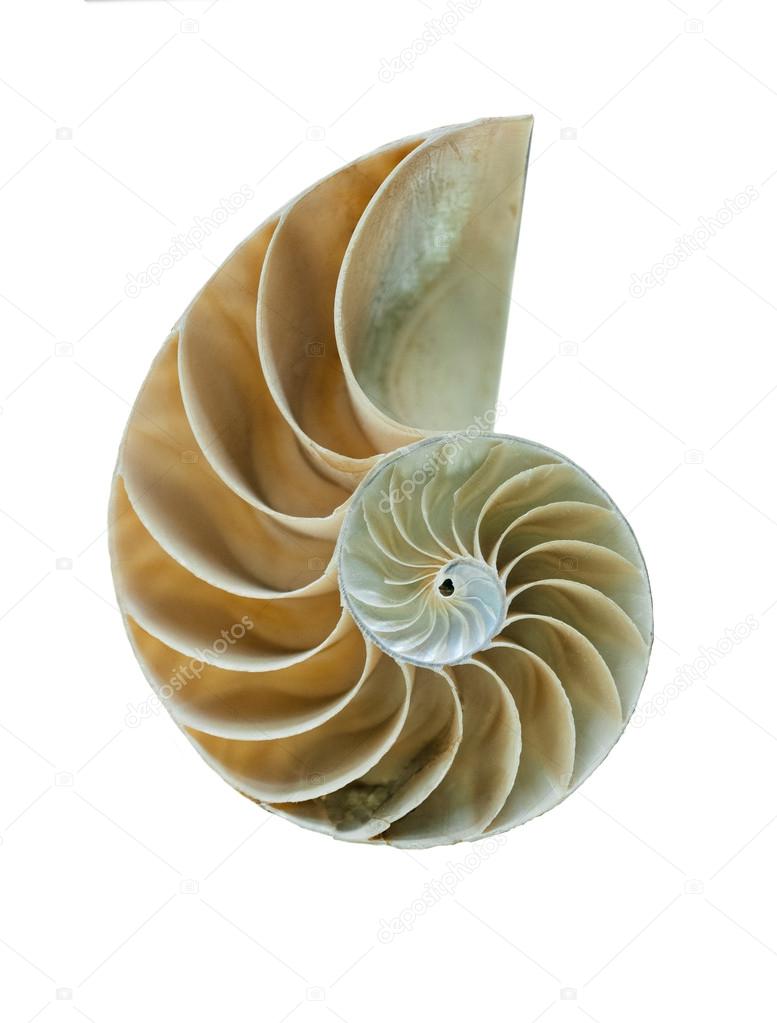 Nautilus shell - great detailed shot — Stock Photo © ifeelstock #42321669