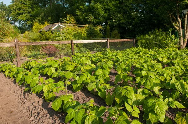 Green beans growing Stock Photos, Royalty Free Green beans growing ...