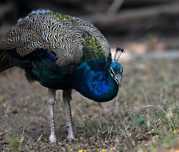 Female strut Stock Photos, Royalty Free Female strut Images | Depositphotos