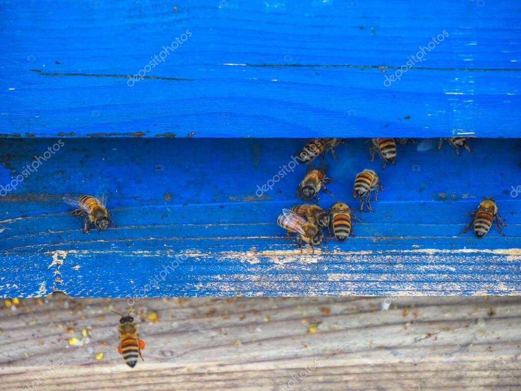 macro primer plano de las abejas nómadas que trabajan y producen miel ...