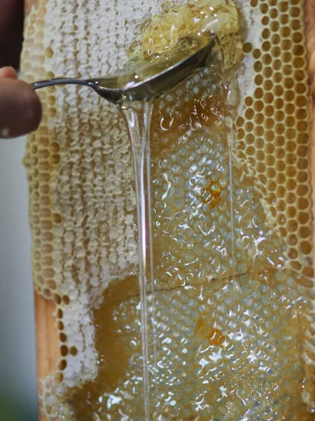 Natural raw honey being filtered ad dripped through a strainer to ...