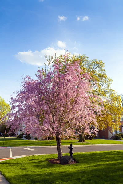 Weeping Willow Tree in Full Bloom, pink flowers — Stock Photo ...