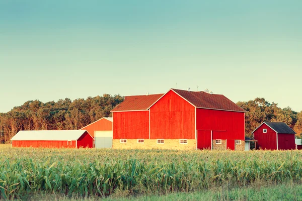 Colt farm Stock Photos, Royalty Free Colt farm Images | Depositphotos