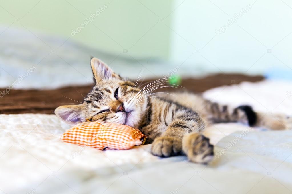 Small Kitty — Stock Photo © maxym #49222089