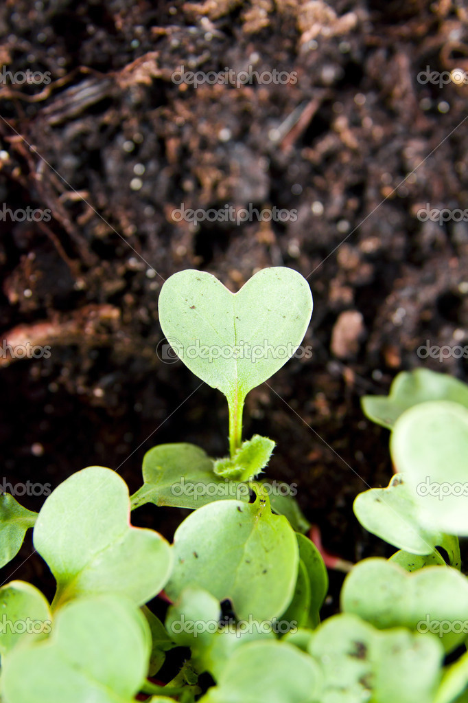 Green heart plant sprouting in garden — Stock Photo © pab_map #40610019