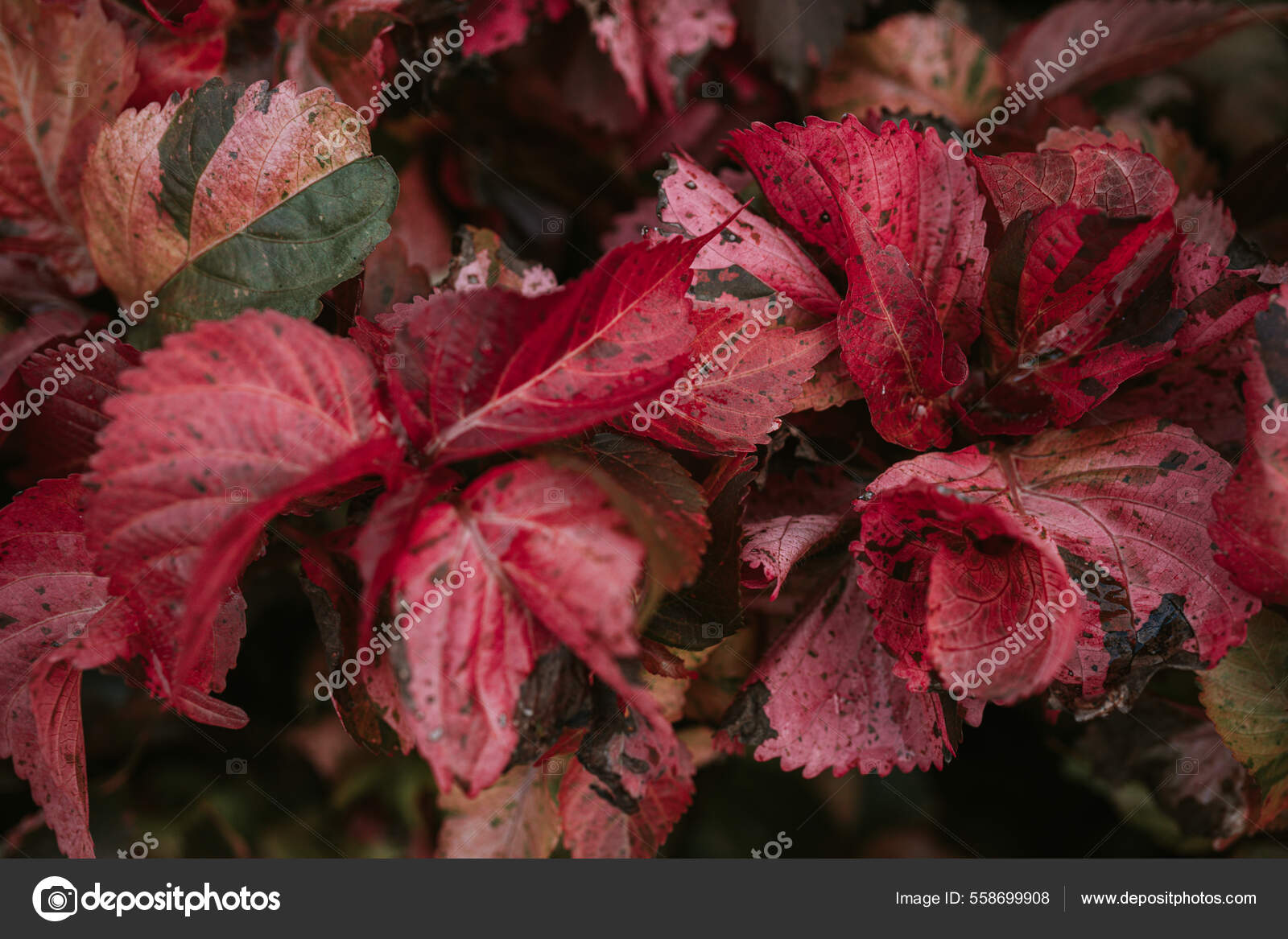 Acalypha Wilkesiana Copper Leaf