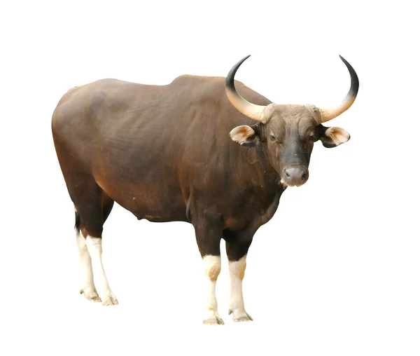 Male banteng isolated Stock Photo by ©anankkml 62981999