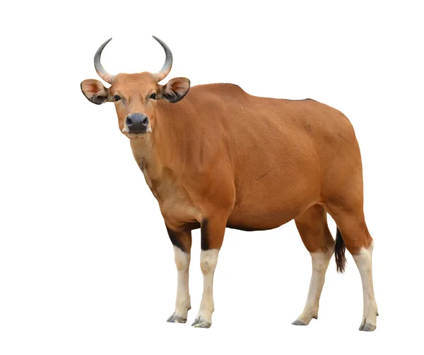 Ruminant animal Stock Photos, Royalty Free Ruminant animal Images ...