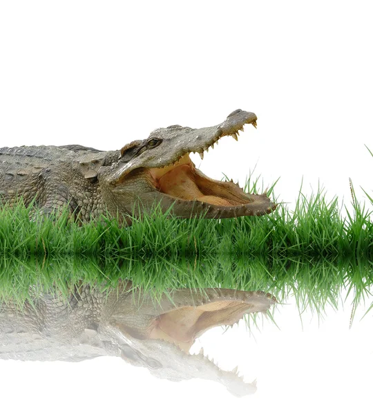 Crocodile background Stock Photos, Royalty Free Crocodile background ...